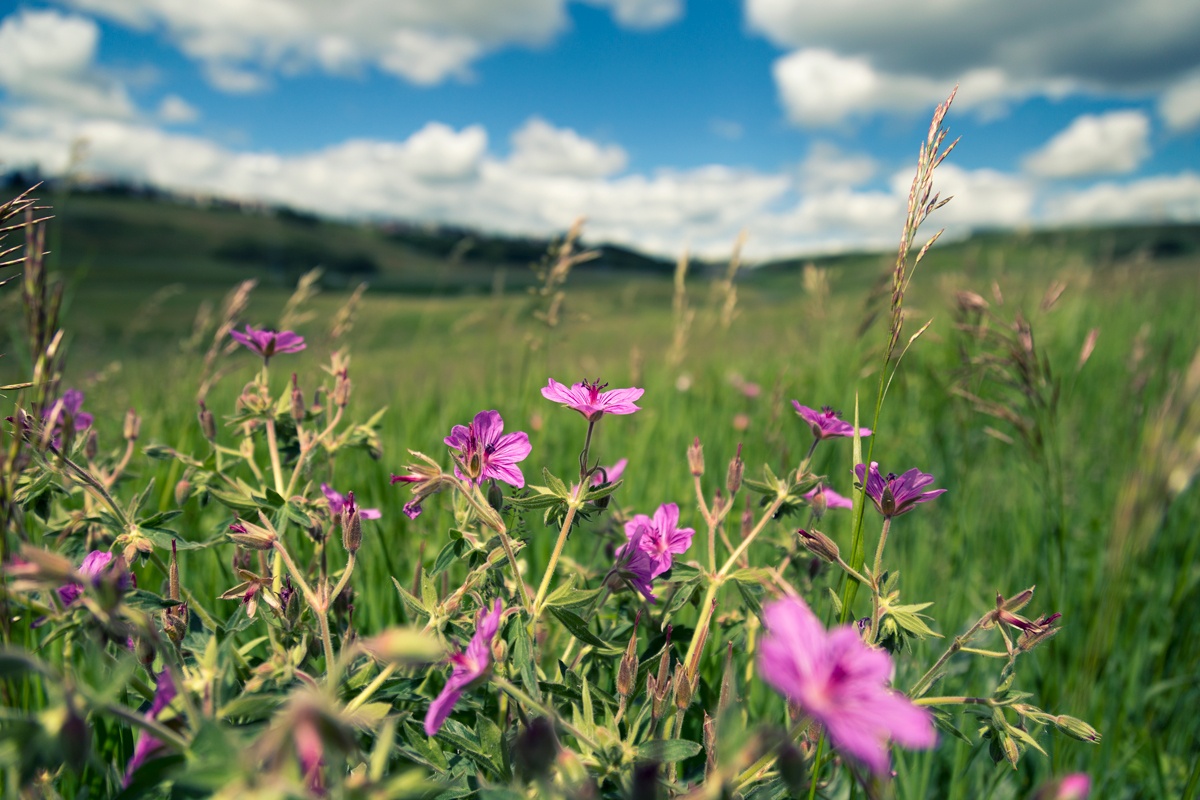 WNL 2025-04-04 | Athletics, Parent Resources, Fun Lunch, Music ...